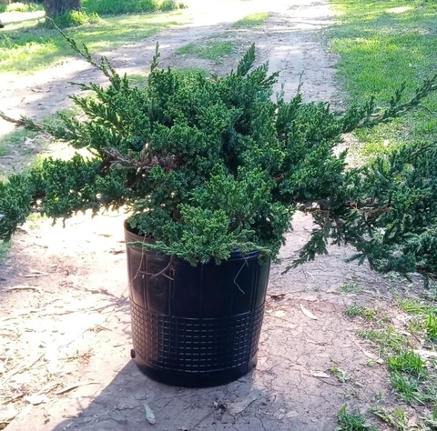 Juniperus horizontalis - Pino rastrero