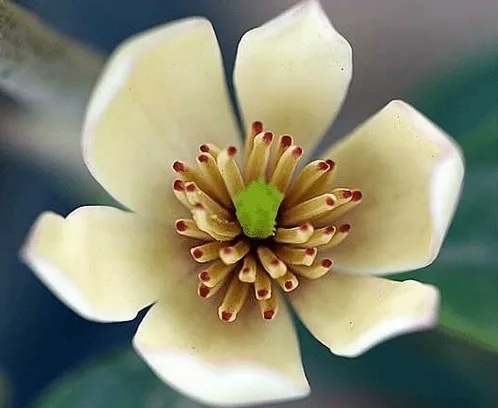 Magnolia fuscata - muy perfumada - Vivero Las Magnolias