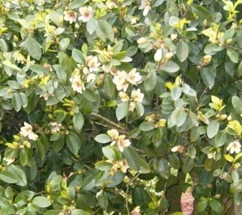 Magnolia fuscata - muy perfumada - Vivero Las Magnolias
