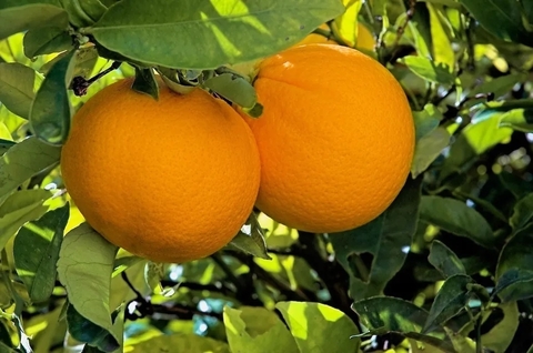 Naranja Washington Navel - De ombligo