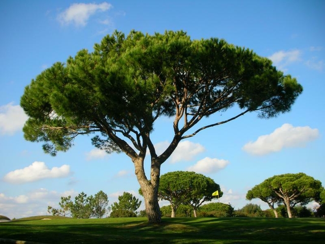 Pino Piñonero (pinus Pinea) - Pino romano