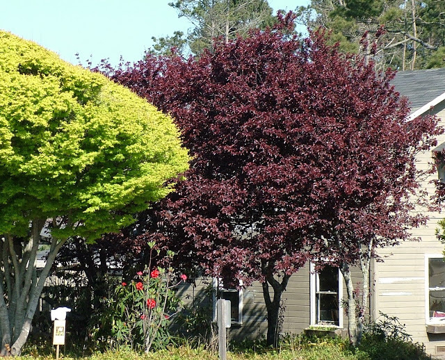 Ciruelo rojo (Prunus cerasífera atropurpúrea)