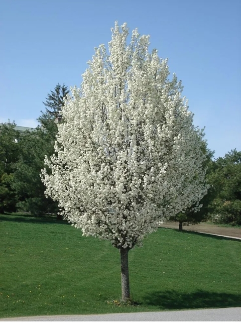Peral De Flor - Pyrus Calleriana Chanticleer