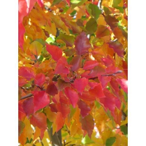 Peral De Flor - Pyrus Calleriana Chanticleer