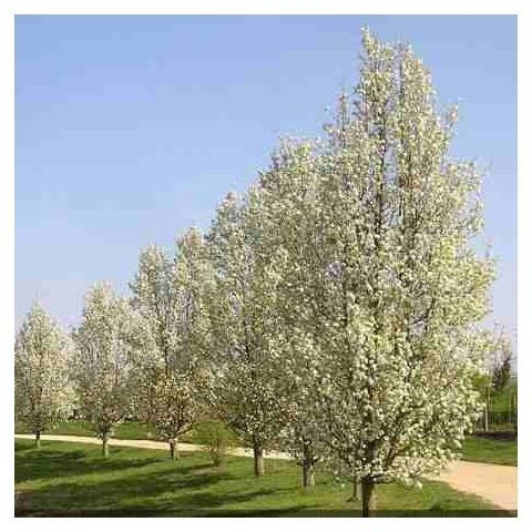Peral De Flor - Pyrus Calleriana Chanticleer