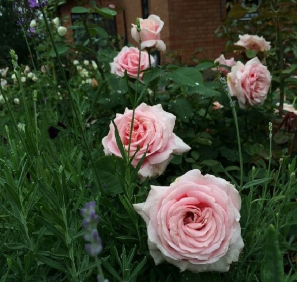 Rosal Frederic Mistral, Rosa Pálido Muy Perfumada
