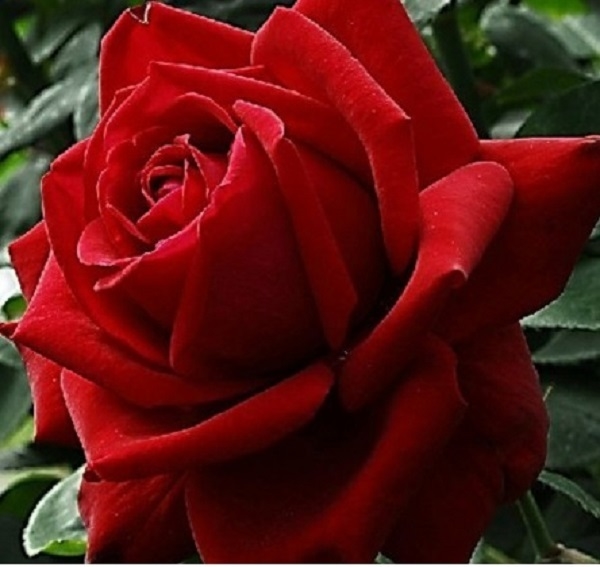 Rosal Lovely Red - Roja Con Tintes Negros, Aterciopelada