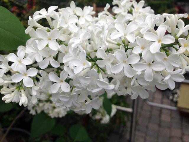Lilo de flor blanca (Syringa vulgaris alba), muy perfumada