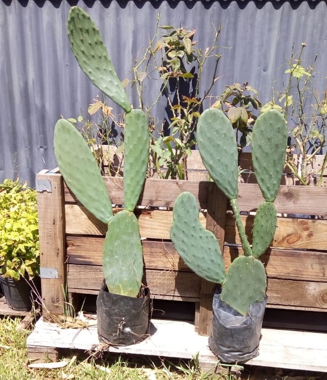 Plantas De Tuna / Opuntia Robusta / Nopal