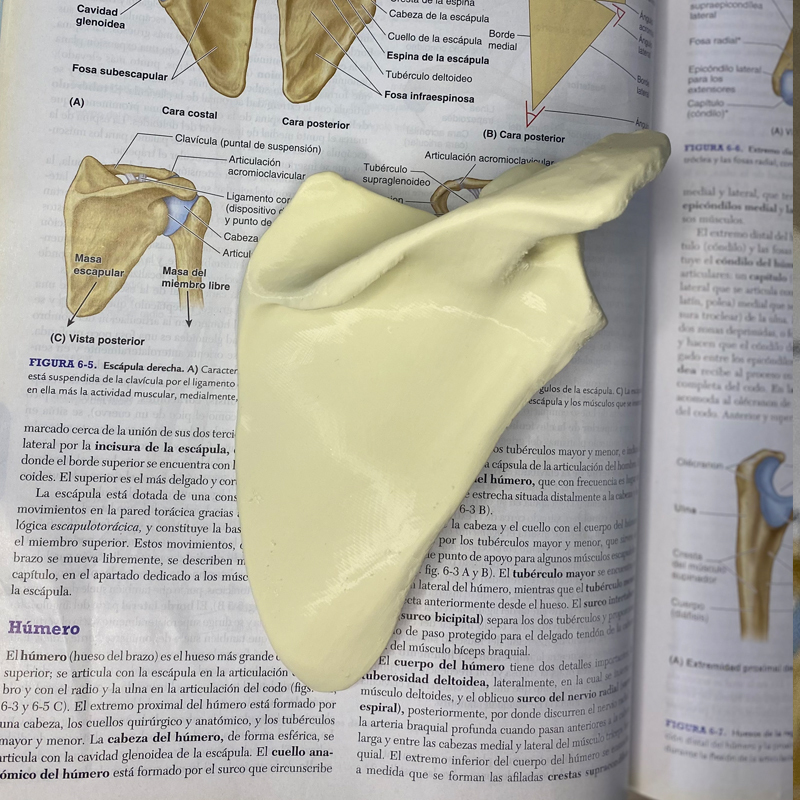 Humero + Escapula + Clavícula - - Comprar en Mundo Med