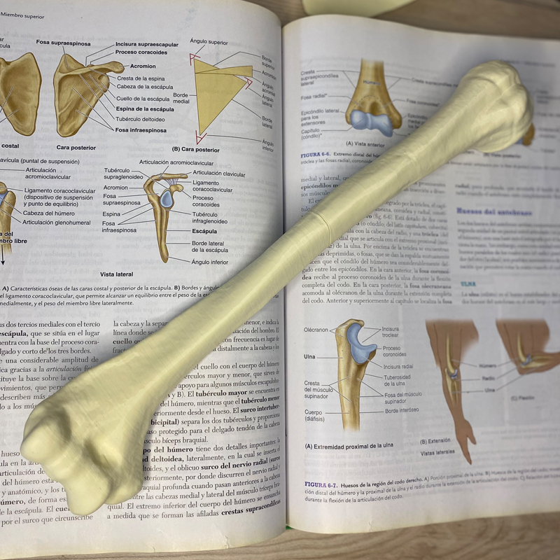 Humero + Escapula + Clavícula - - Comprar en Mundo Med