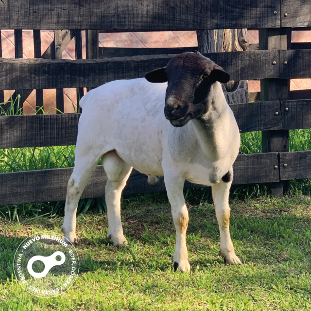 Oveja Dorper Black - Ejemplar 3 - Nuevo Milenium