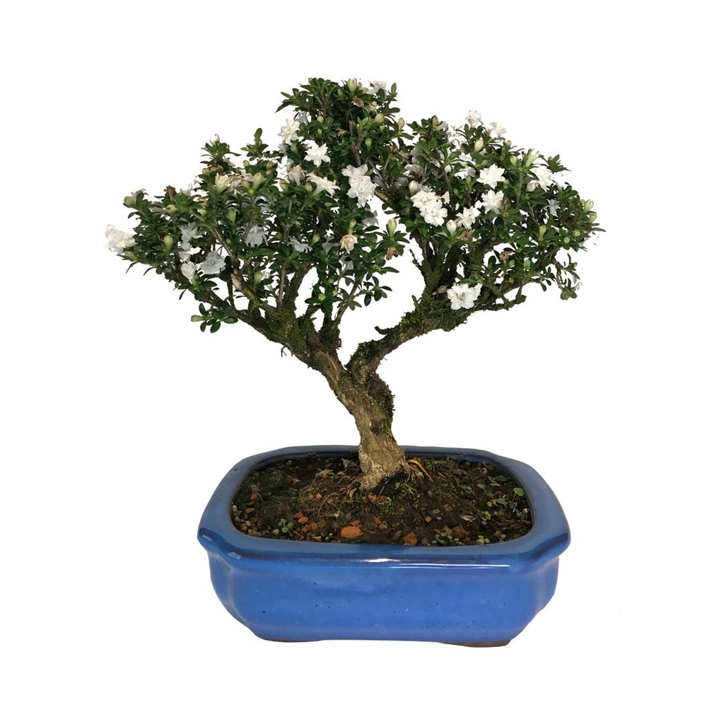 Bonsai de Serissa flor dobrada Branca - 4 anos