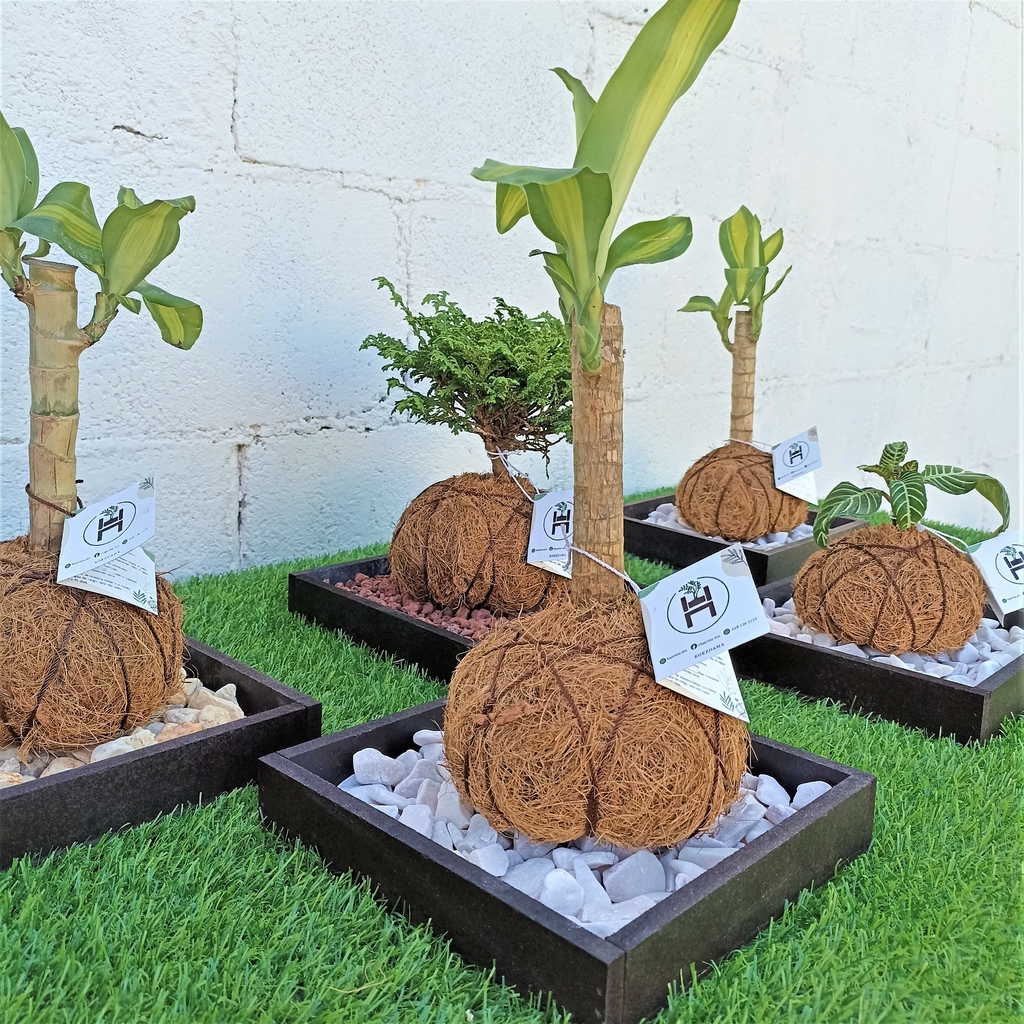 KOKEDAMAS - Comprar en Huertea