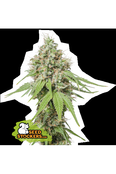 AK-420 - Comprar en Hemp Seeds