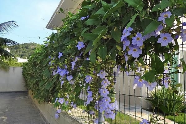 Comprar Tumbérgia trepadeira em Mudas Prime