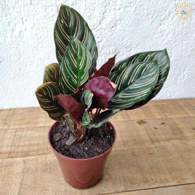 Maranta Riscada / Calathea Ornata - Muda