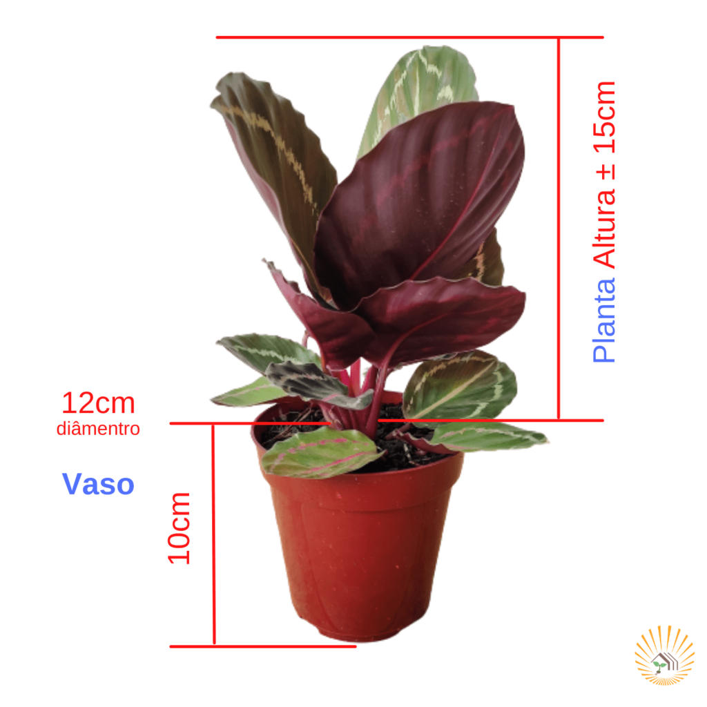 Calathea Rosea-picta / Roseopicta (Maranta) - Muda