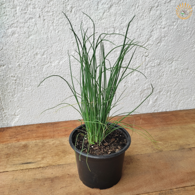 Cebolinha - Muda Orgânico - Ervas Aromáticas, Temperos