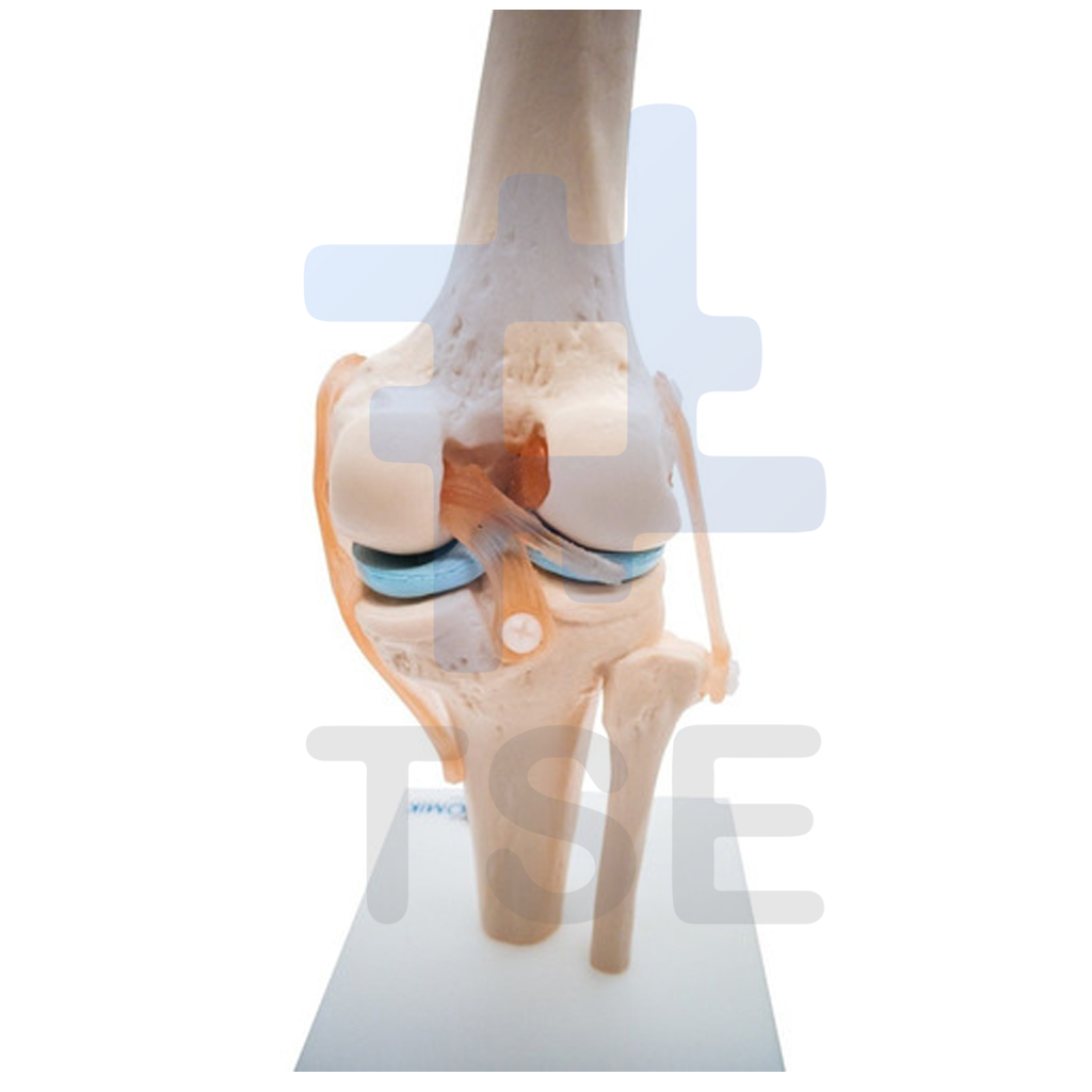 Articulación de Rodilla Tamaño Real | TSE