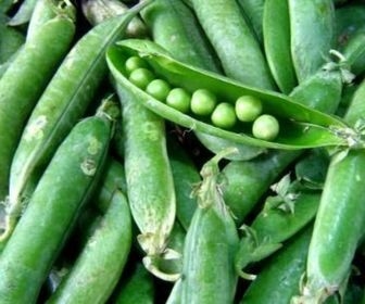 Chícharo 10 g (Semillas) - Huertos Urbanos Querétaro