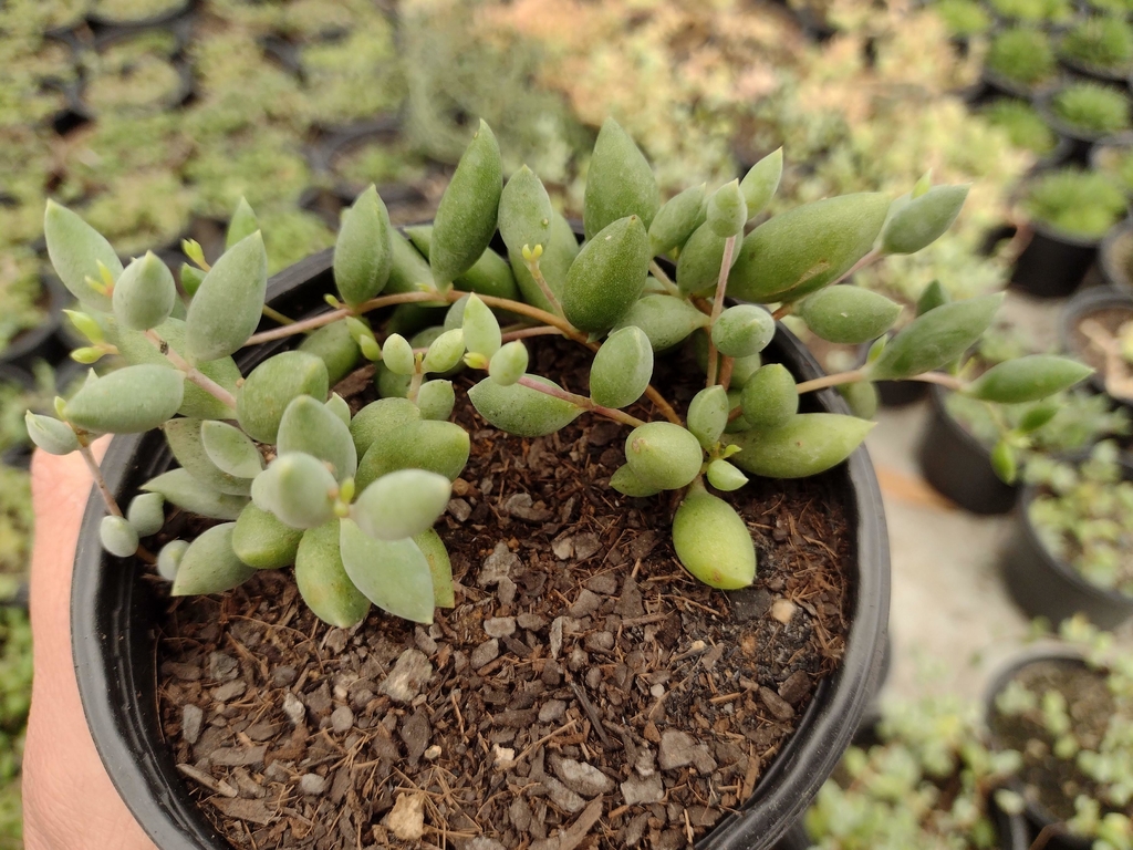 Cotyledon papilaris - -pote 11 - Suculindas da Ioiô