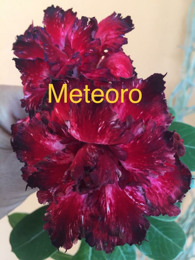 Rosa do Deserto Meteoro, flor multipétalas.