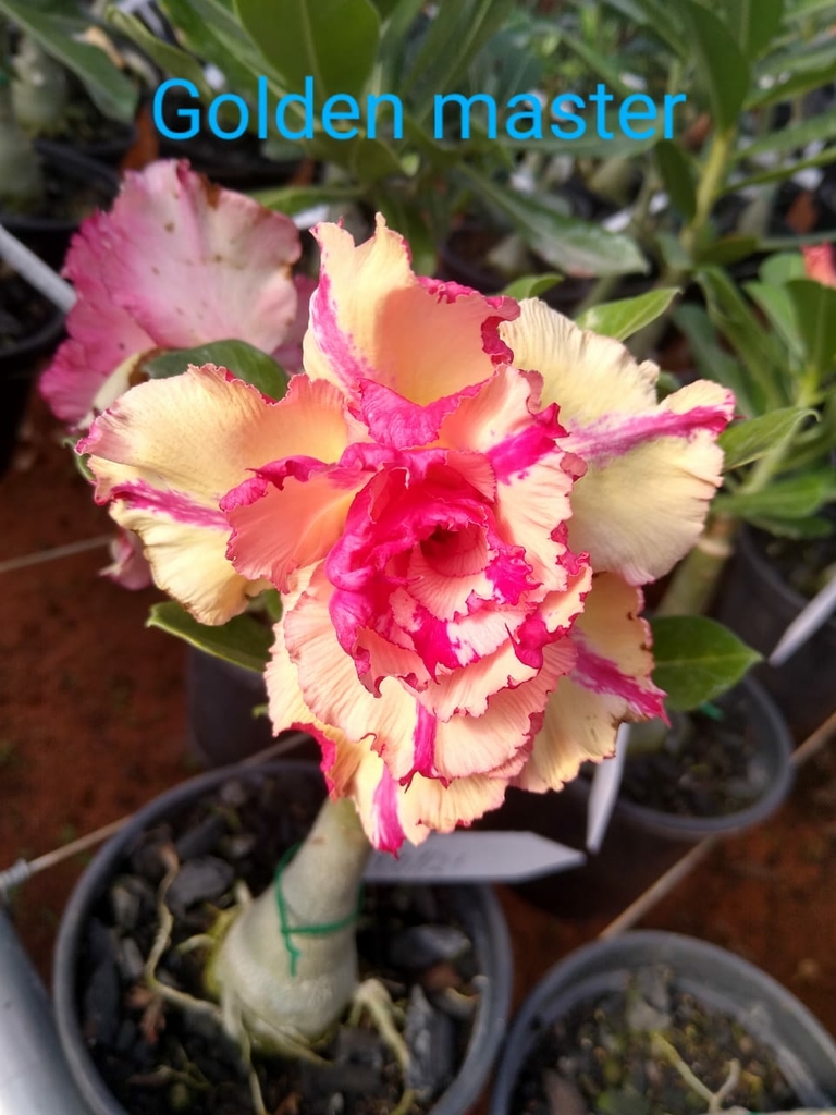 ROSA DO DESERTO GOLDEN MASTER. LINDA ROSA NA COR AMARELA COM MANCHAS PINK.