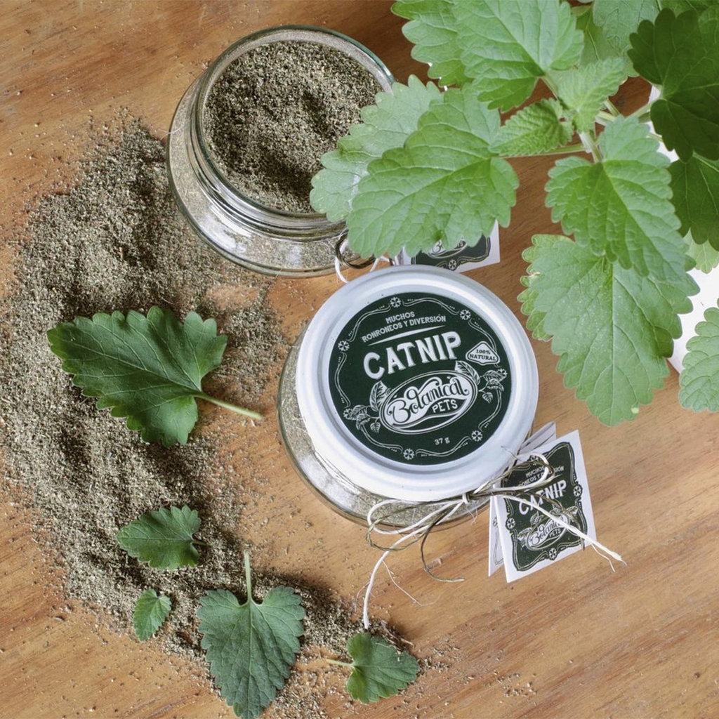 Catnip Para Gatos - Myninos Store