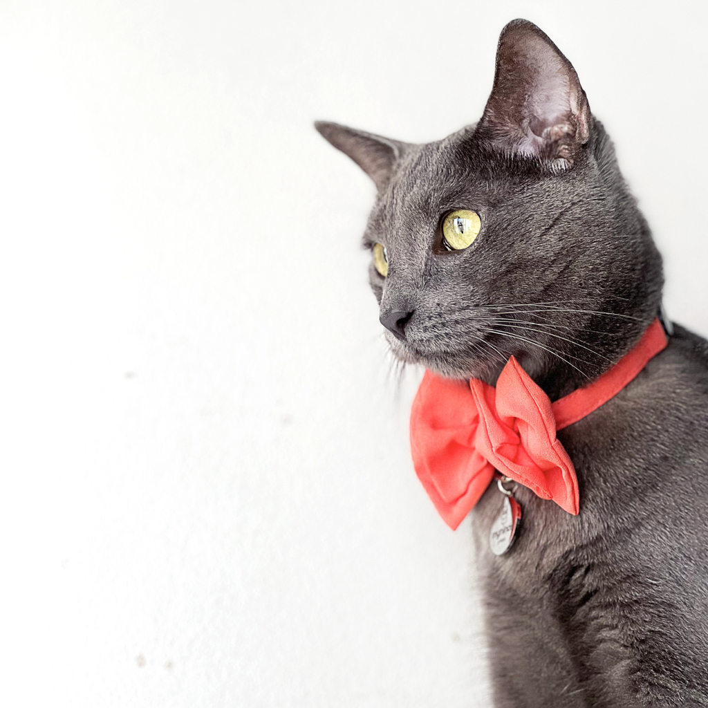 Corbatín Para Gatos Flamenco - Myninos Store