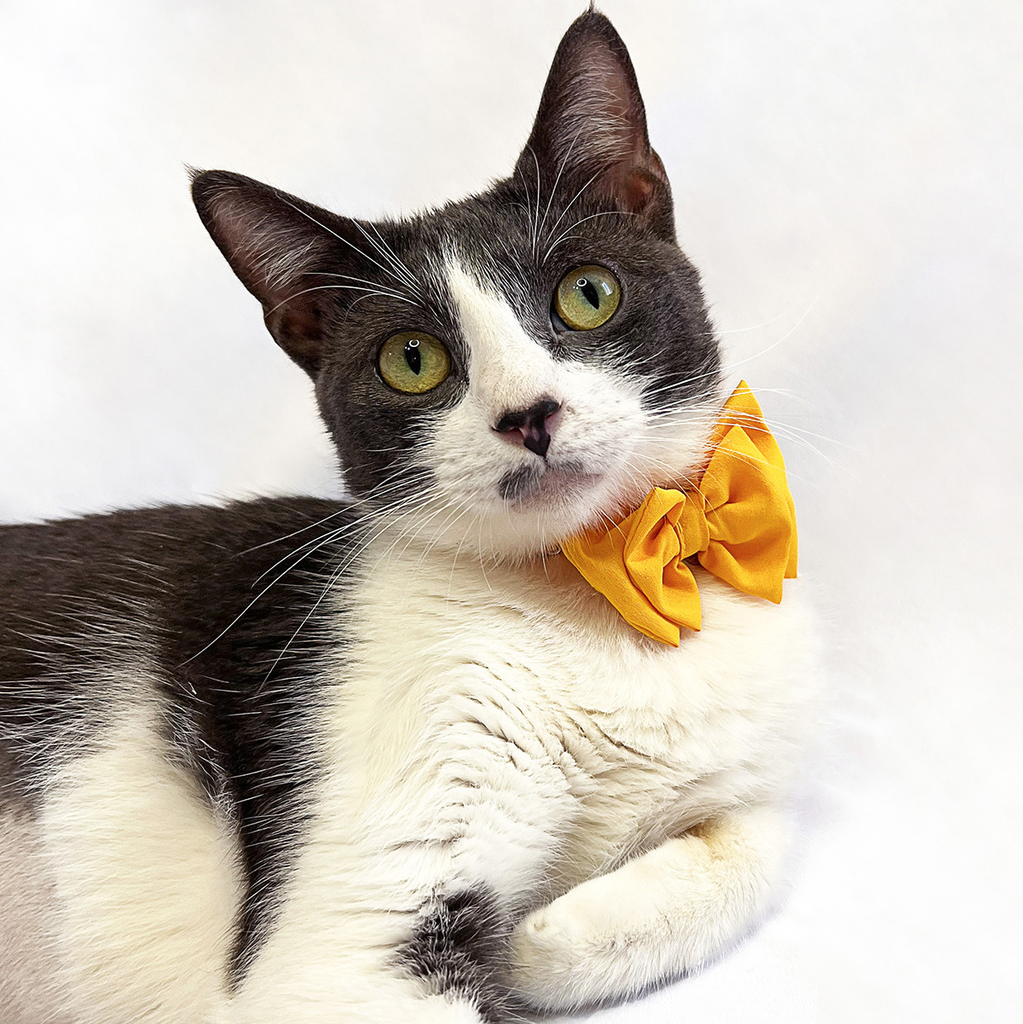 Corbatín Para Gatos Amarillo - Myninos Store