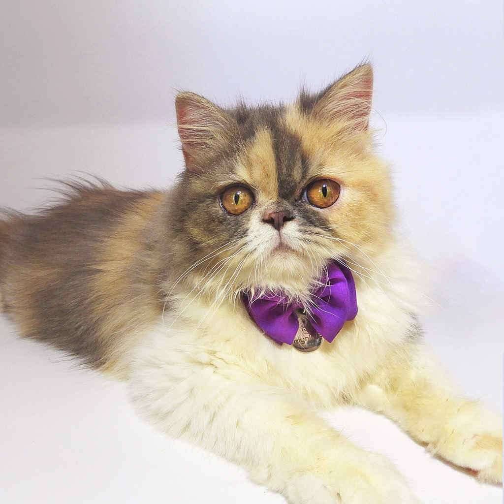 Corbatín Para Gatos Morado - Myninos Store