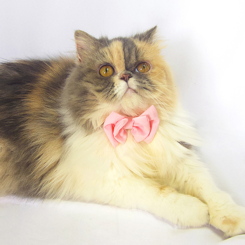 Corbatín Para Gatos Rosado - Myninos Store