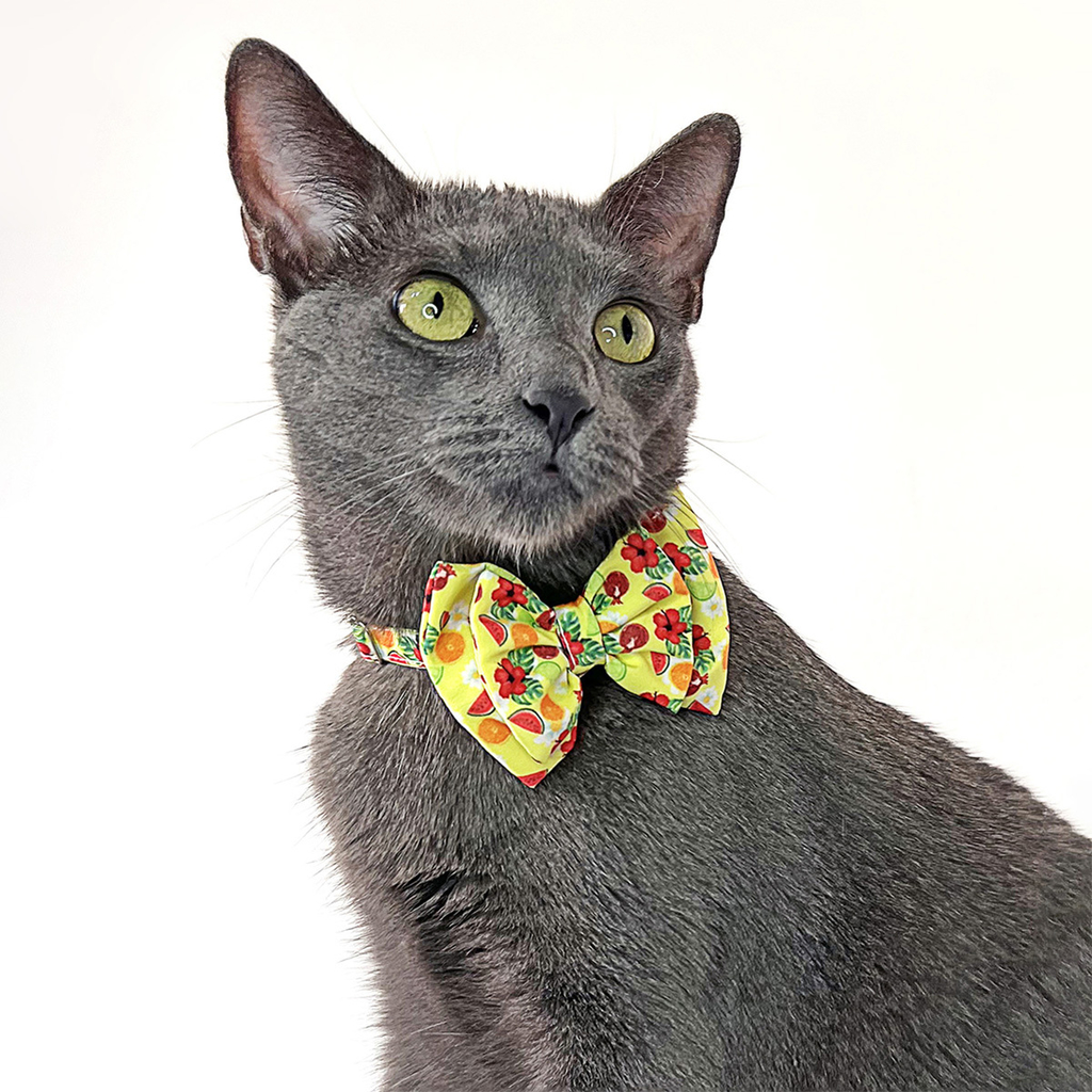 Corbatín Para Gatos Tropical - Myninos Store