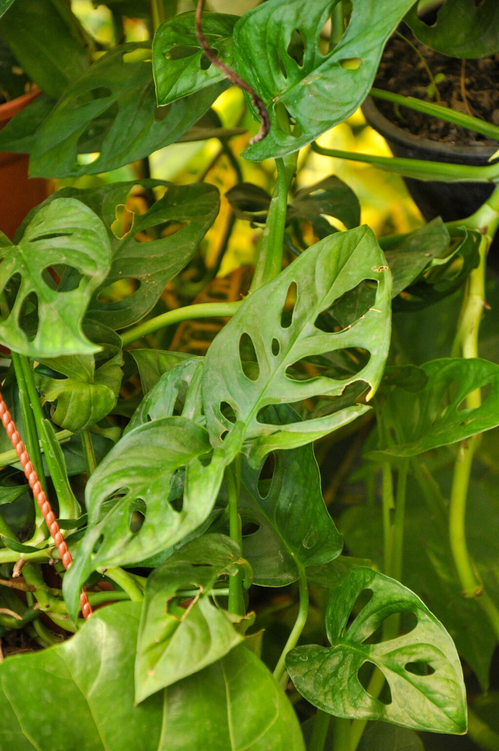 PHILO PERUVIANO - Comprar en Vivero del Sol & Cyclamen