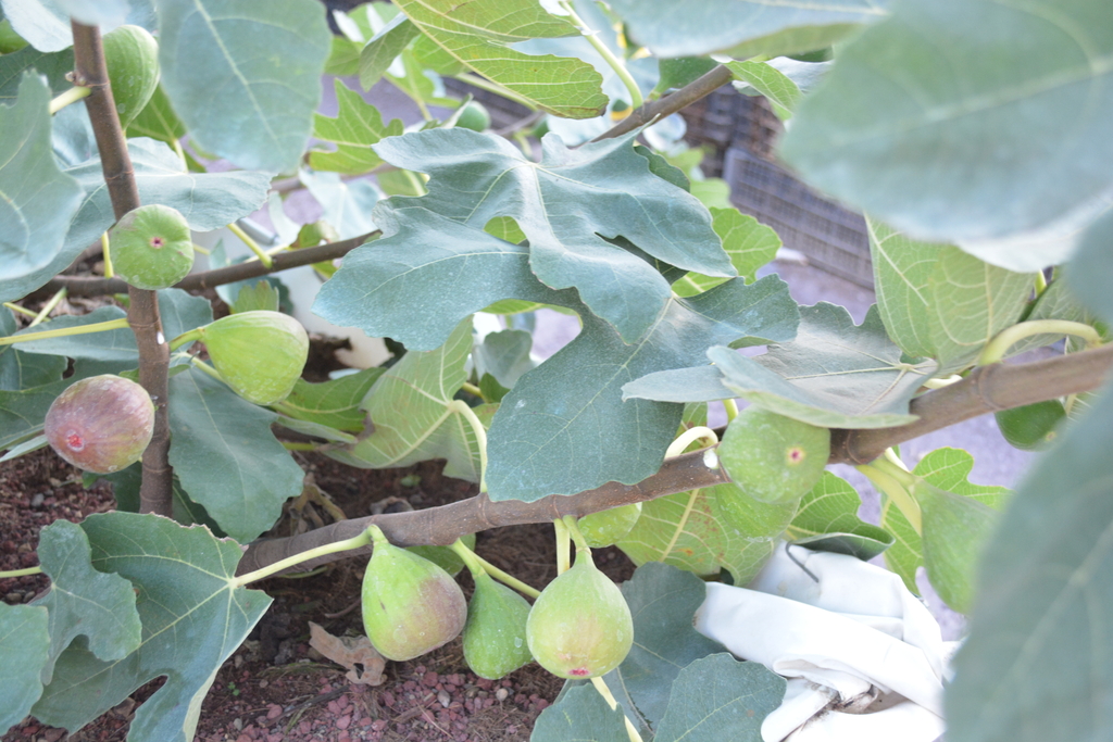 Planta de Higo Black Mission - Cultivos y consultores