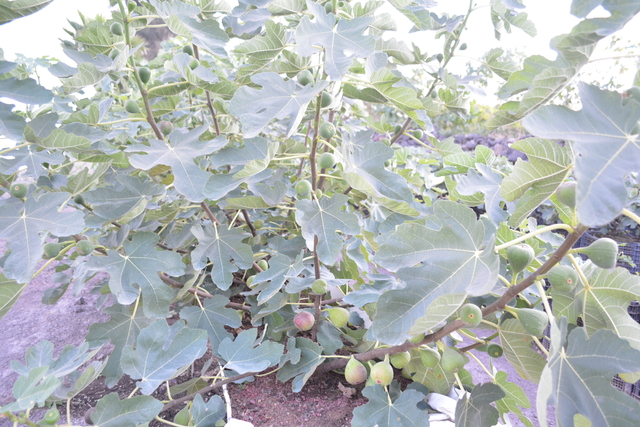 Planta de Higo Black Mission - Cultivos y consultores