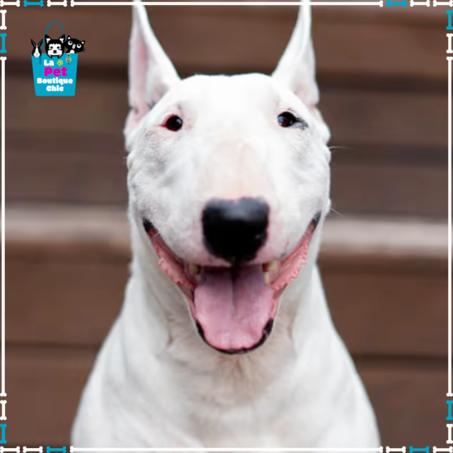 Par de calcetas Bull Terrier - La Pet Boutique Chic