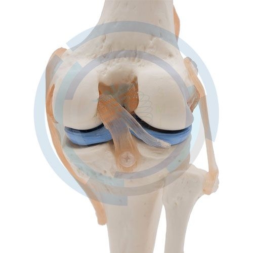 Modelo anatomico de la rodilla