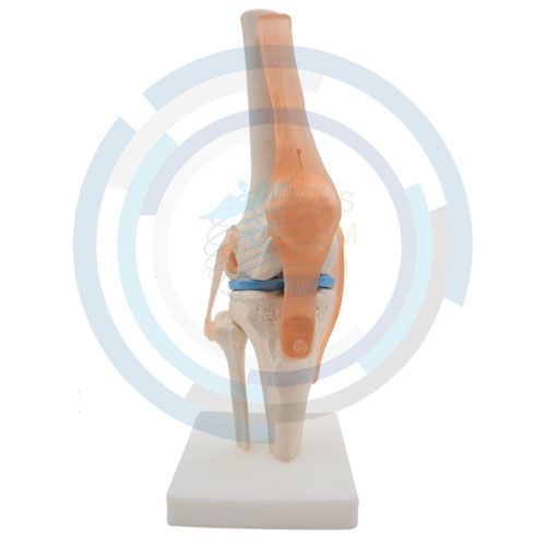 Modelo anatomico de la rodilla