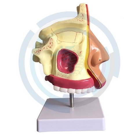 Modelo anatomico de cavidad nasal