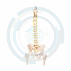 Modelo anatomico vertebra