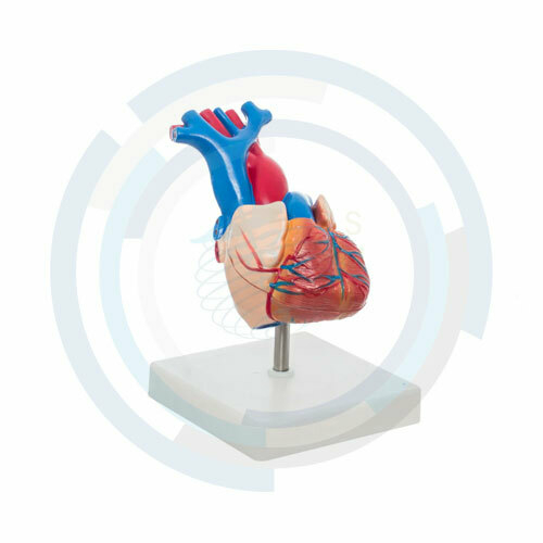 Modelo anatomico corazon