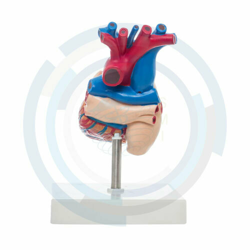 Modelo anatomico corazon