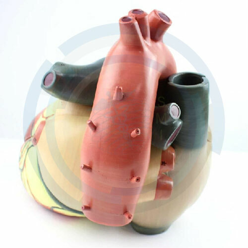 Modelos anatomicos del corazon
