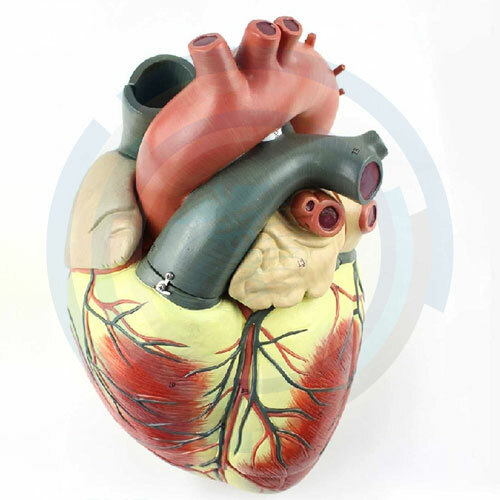 Modelos anatomicos del corazon