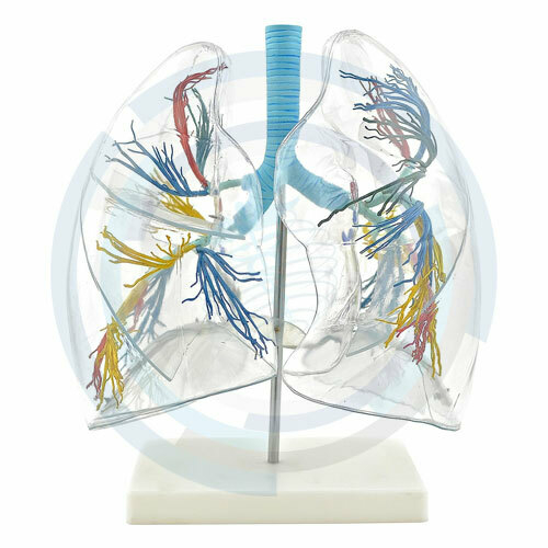 Modelo anatomico pulmones
