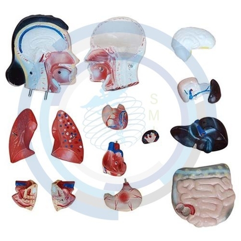 Modelo anatomico torso
