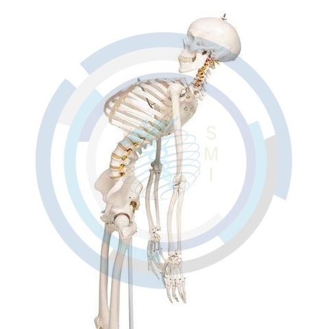 Modelo anatomico esqueleto