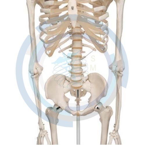 Modelo anatomico esqueleto